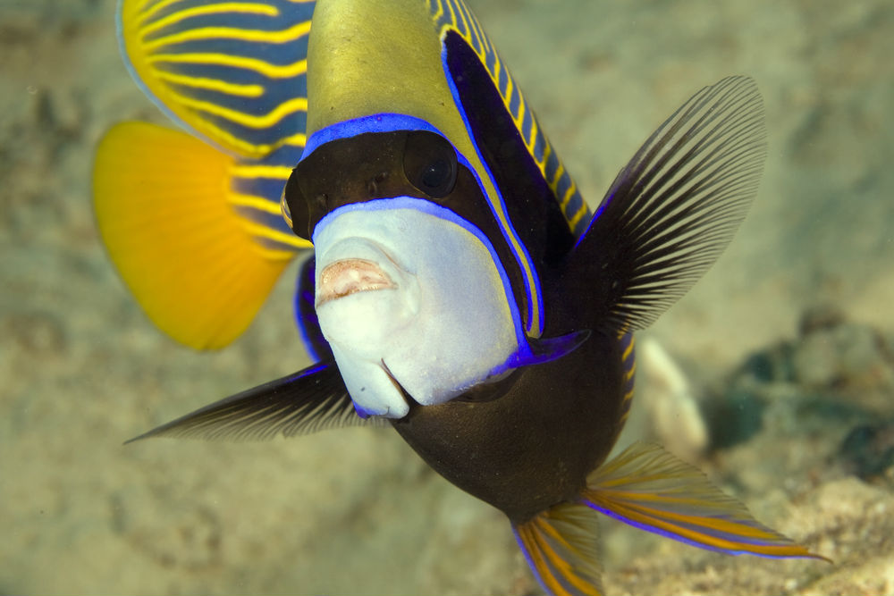 Tropical Fish Species Fiji at Inez Bennett blog